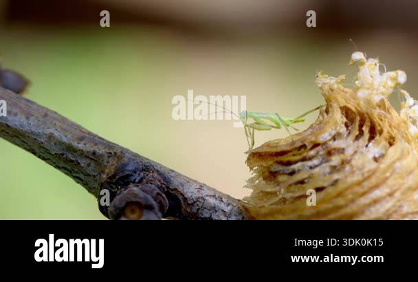 A detailed video showing praying mantis nymphs hatching from an egg ...