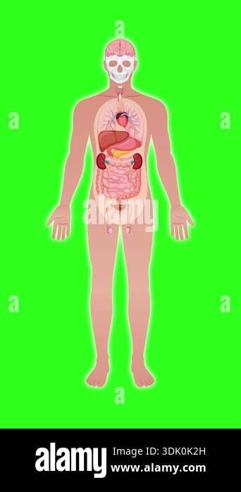 Urology diagram Stock Videos & Footage - HD and 4K Video Clips - Alamy