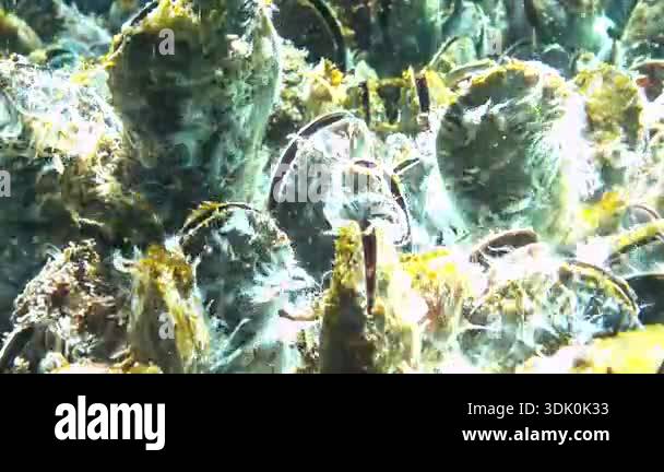 Marine fungi growing on mussels on the seabed in the Black Sea, white ...
