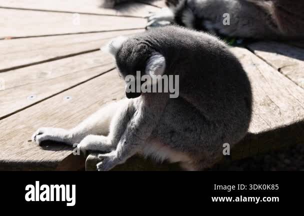 Lemur sitting and grooming on wooden platform Stock Video Footage - Alamy