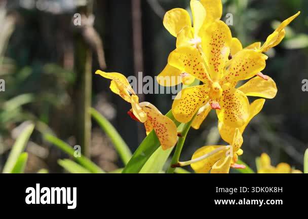 Close-up of vibrant yellow Waling-waling orchid flowers blooming ...