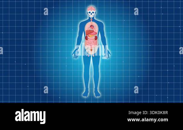 Animation highlights liver anatomy and function within the human body ...