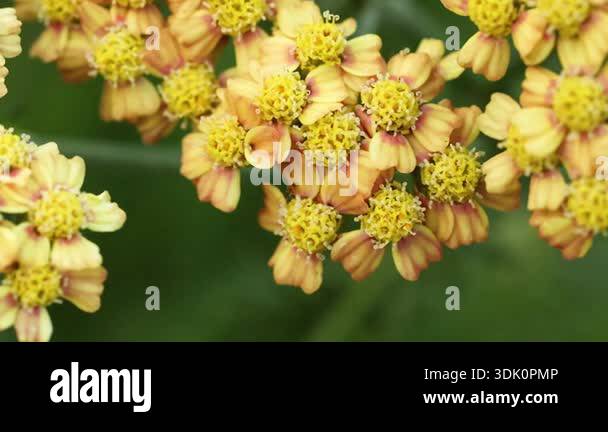Close-up of yellow flowers in Gold Coast garden Stock Video Footage - Alamy