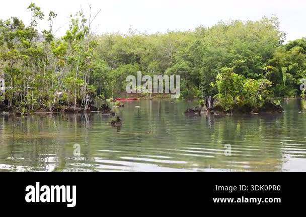 Kayakers navigate clear canal amidst lush greenery Stock Video Footage ...