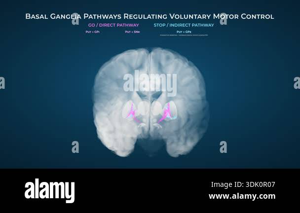 Healthy basal ganglia motor circuit shown in coronal brain view with ...