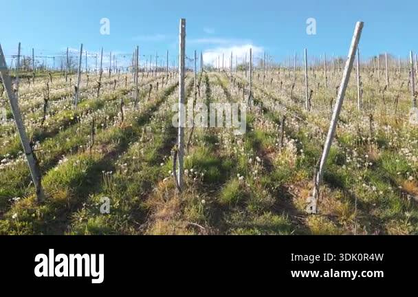 Uphill perspective of a German vineyard with dandelions blooming ...