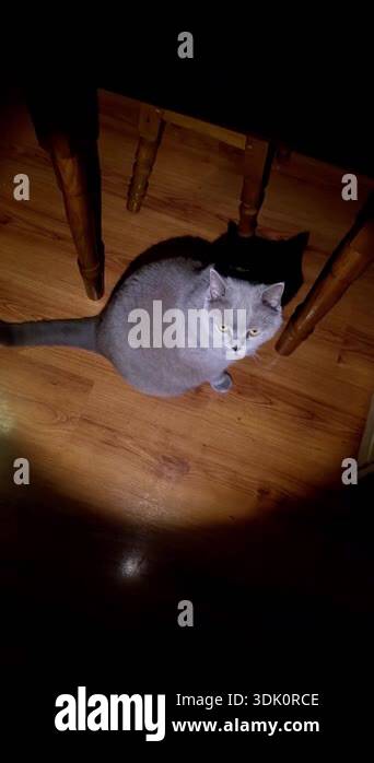 British Shorthair cat sits on a wood floor under a table, looking up at ...