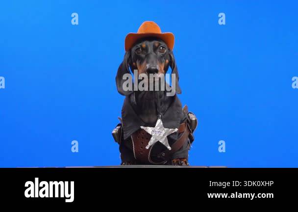 A black and tan dachshund wears a brown cowboy outfit complete with a ...