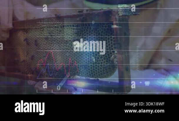 Senior beekeeper positioning honeycomb frame and activating digital ...