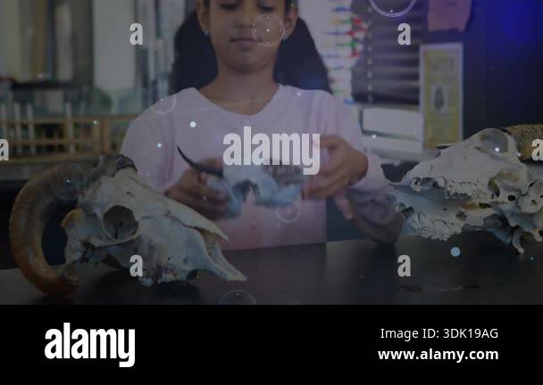 Schoolgirl reaching small skull in lab, lifting and rotating skulls and ...