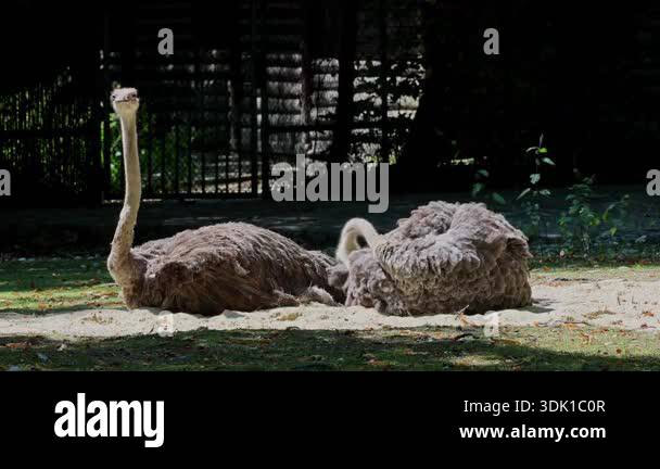 The common ostrich, Struthio camelus, or simply ostrich, is a species ...