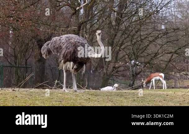 The common ostrich, Struthio camelus, or simply ostrich, is a species ...