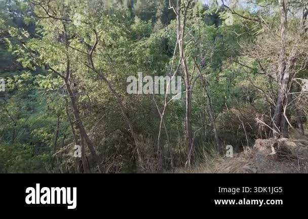 A dense forest fills a mountain gorge near a cliff edge with ...