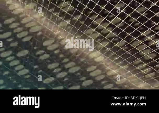 Abstract sequence of grid lines and light patterns across frames Stock Video Footage - Alamy