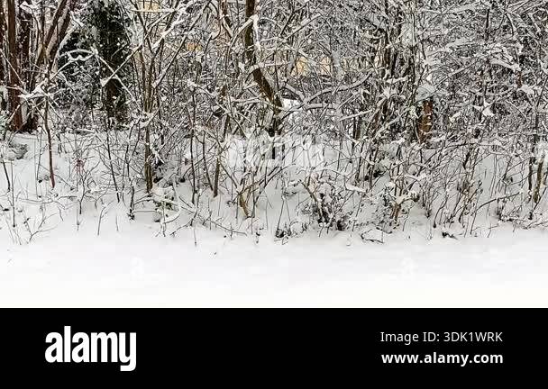 Snow is falling. View from the balcony Stock Video Footage - Alamy