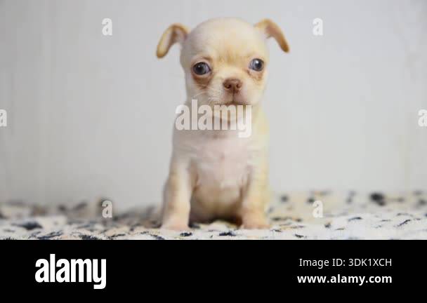 Side and close-up profile views of tiny pale tan chihuahua puppy ...