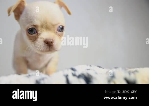 Close-up side views of cream-colored chihuahua puppy captured indoors ...