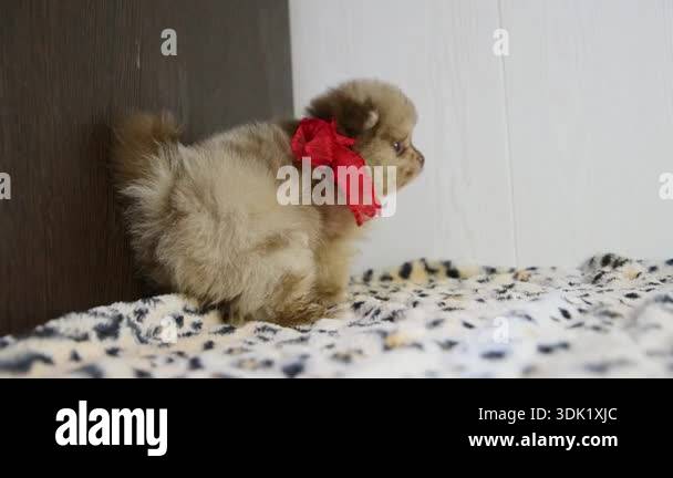 Fluffy pomeranian spitz puppy wearing red bow poses on soft leopard ...