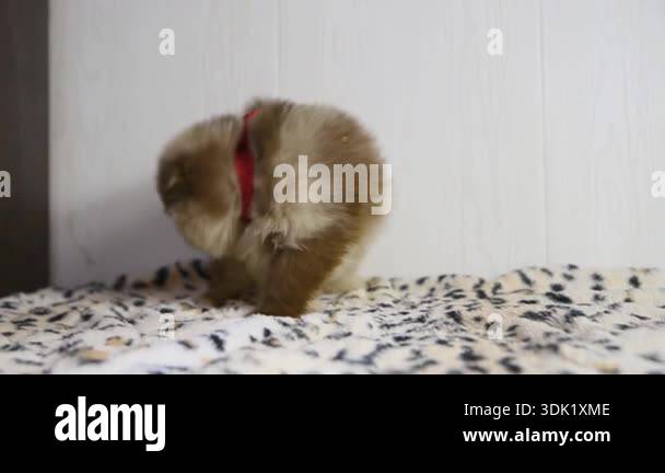 Adorable brown pomeranian spitz puppy captured in motion on cozy ...