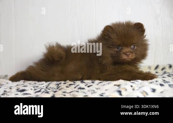 Adorable brown pomeranian spitz puppy captured in two poses on leopard ...