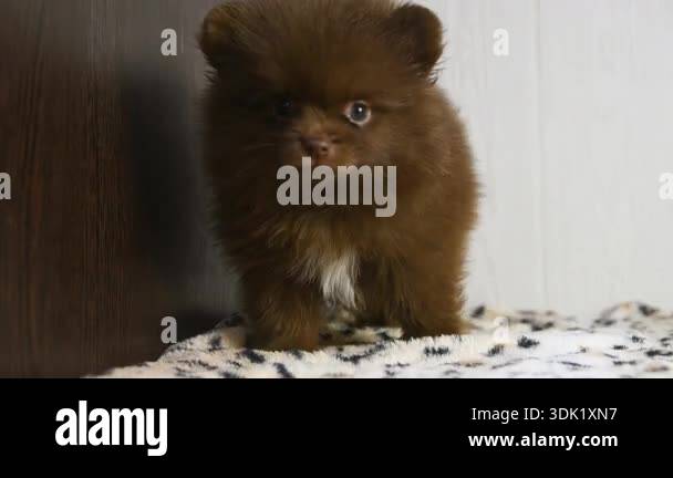 Soft brown pomeranian spitz puppy captured sniffing and posing on cozy ...