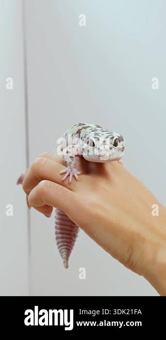 A leopard gecko calmly sits on a person's hand under soft, even ...