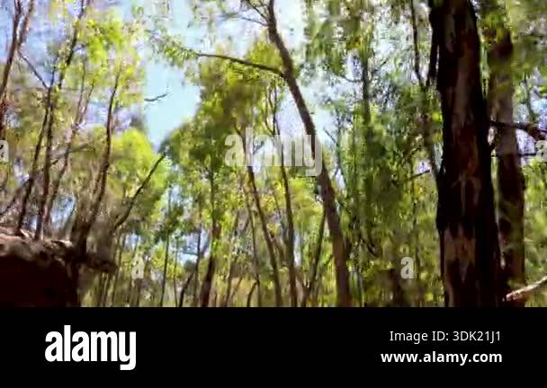 Sunlit forest trail with tall trees Stock Video Footage - Alamy
