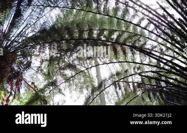 Towering ferns create a serene forest canopy Stock Video Footage - Alamy