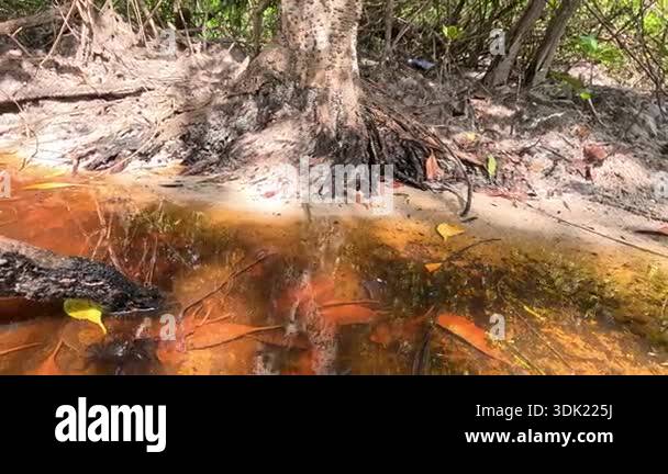 A mudskipper navigates muddy, shallow water around exposed mangrove ...