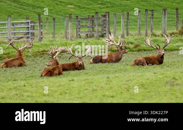 Several red deer stags with large antlers lie calmly on a green pasture ...