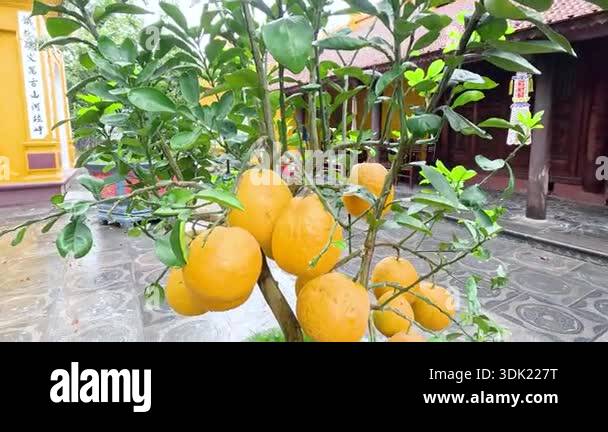 Quince tree with ripe fruit in temple garden Stock Video Footage - Alamy