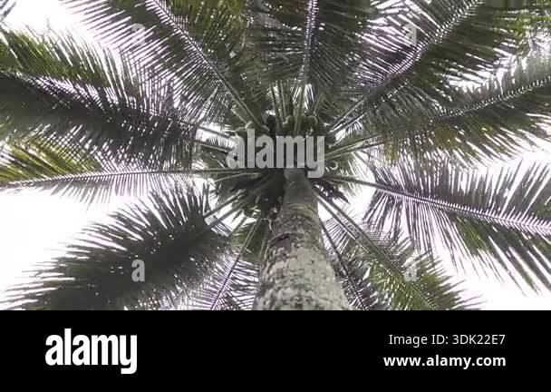 Low angle view of a tall coconut palm with green coconuts clustered at ...