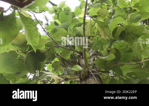 Jungle teak forest teak trees Stock Videos & Footage - HD and 4K Video ...