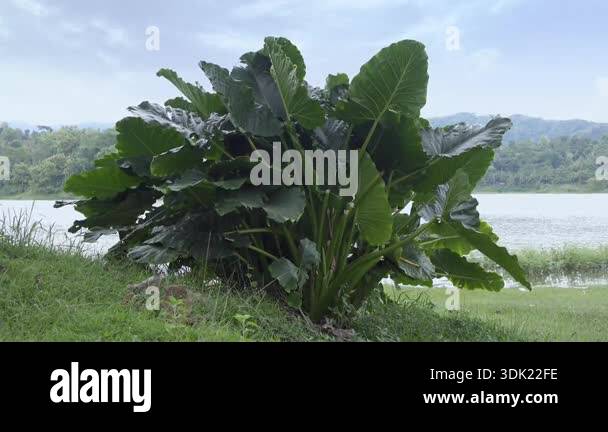 Taro ground Stock Videos & Footage - HD and 4K Video Clips - Alamy