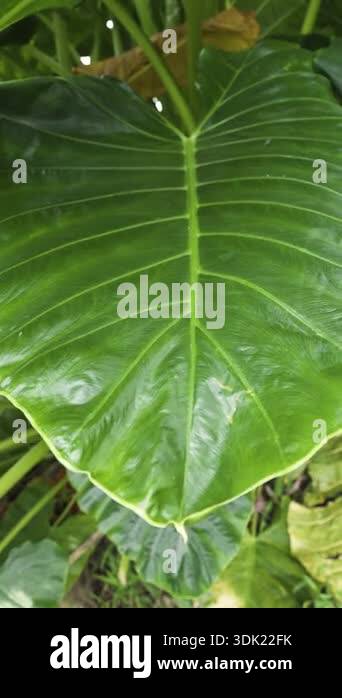 Fresh green taro leaves in close up view, showing lush growth, natural ...