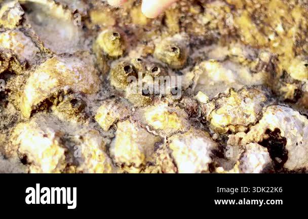 Hands interact with barnacles on a rocky surface in bright sunlight ...
