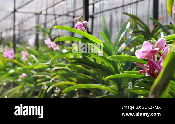 A tranquil journey through a lush flower farm with vibrant pink orchids ...