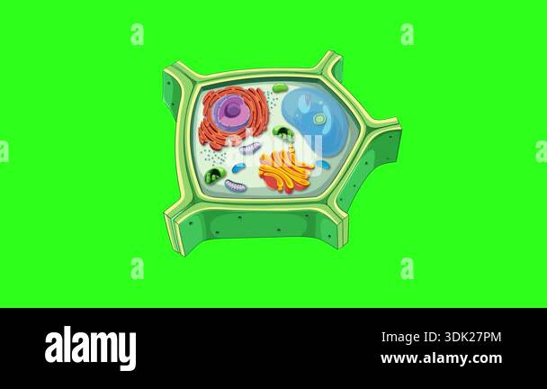 Animation illustrating plant cell structure with labeled organelles on ...