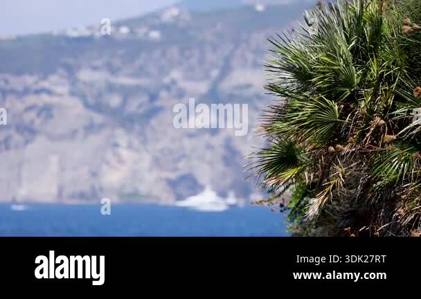 Palm tree with coastal cliffs in background Stock Video Footage - Alamy