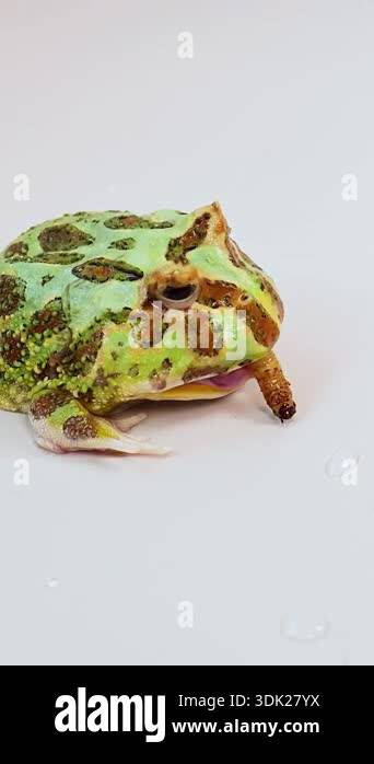 A horned frog eats a brown insect larva on a clean white surface under ...
