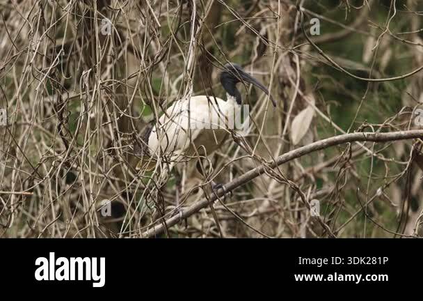 Tangled legs Stock Videos & Footage - HD and 4K Video Clips - Alamy