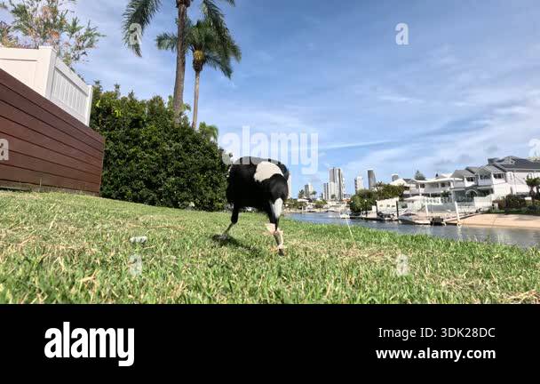 Magpie walking, pecking in grassy urban area Stock Video Footage - Alamy