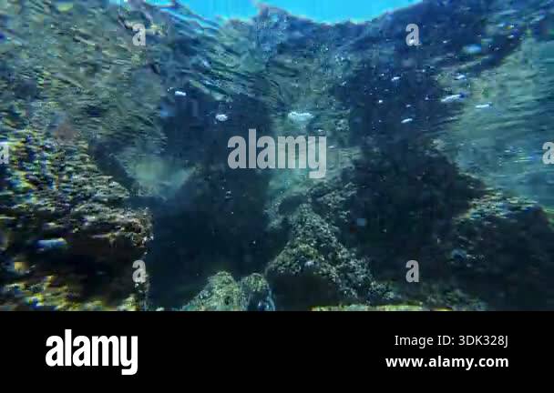 Tide Pool Habitat in Southern California in Palos Verdes USA Underwater ...