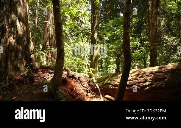 Redwood National Park Dense Forest in Lady Bird Johnson Grove ...