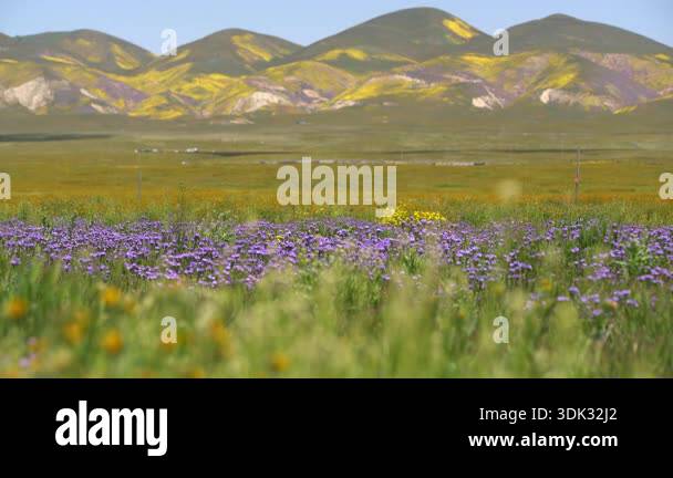 Colorful Magic of California Super Bloom Carrizo Plain California USA ...