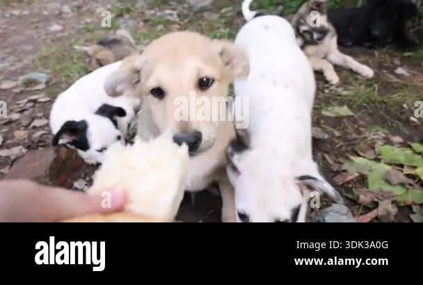Woman feeding stray dogs Stock Videos & Footage - HD and 4K Video Clips ...