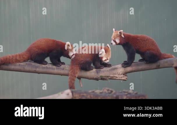 Red pandas engage in playful behavior on a log at the zoo Stock Video ...