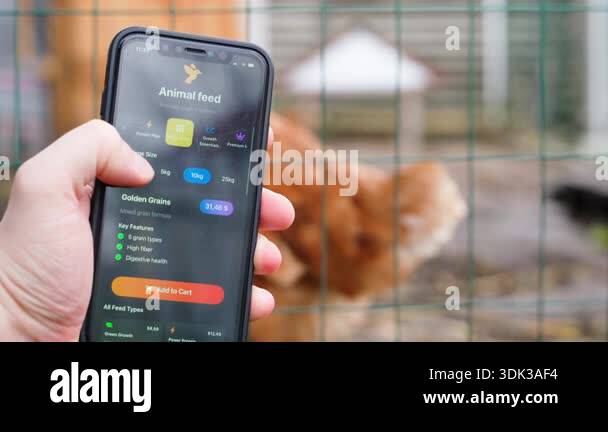 Modern farmer orders chicken feed via mobile app against the background ...