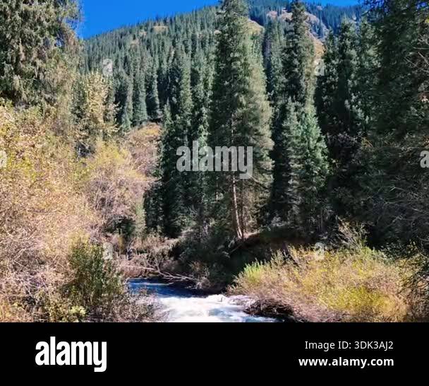 beautiful landscape with river and forest Stock Video Footage - Alamy