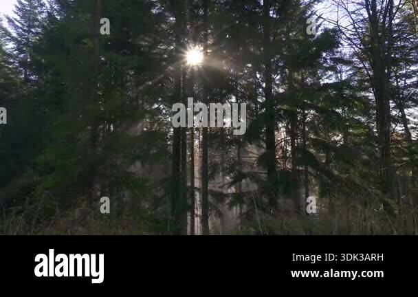 Sunlight beams shine through trees and soft mist in a calm autumn ...